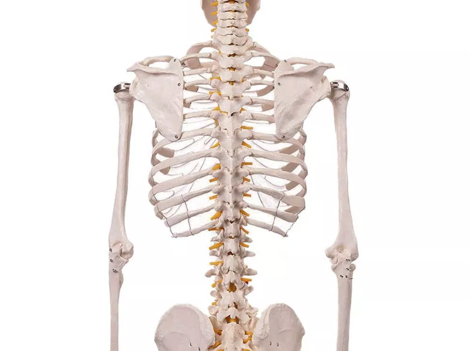 Anatómiai csontváz modell állvánnyal online rendelés, ár, infok